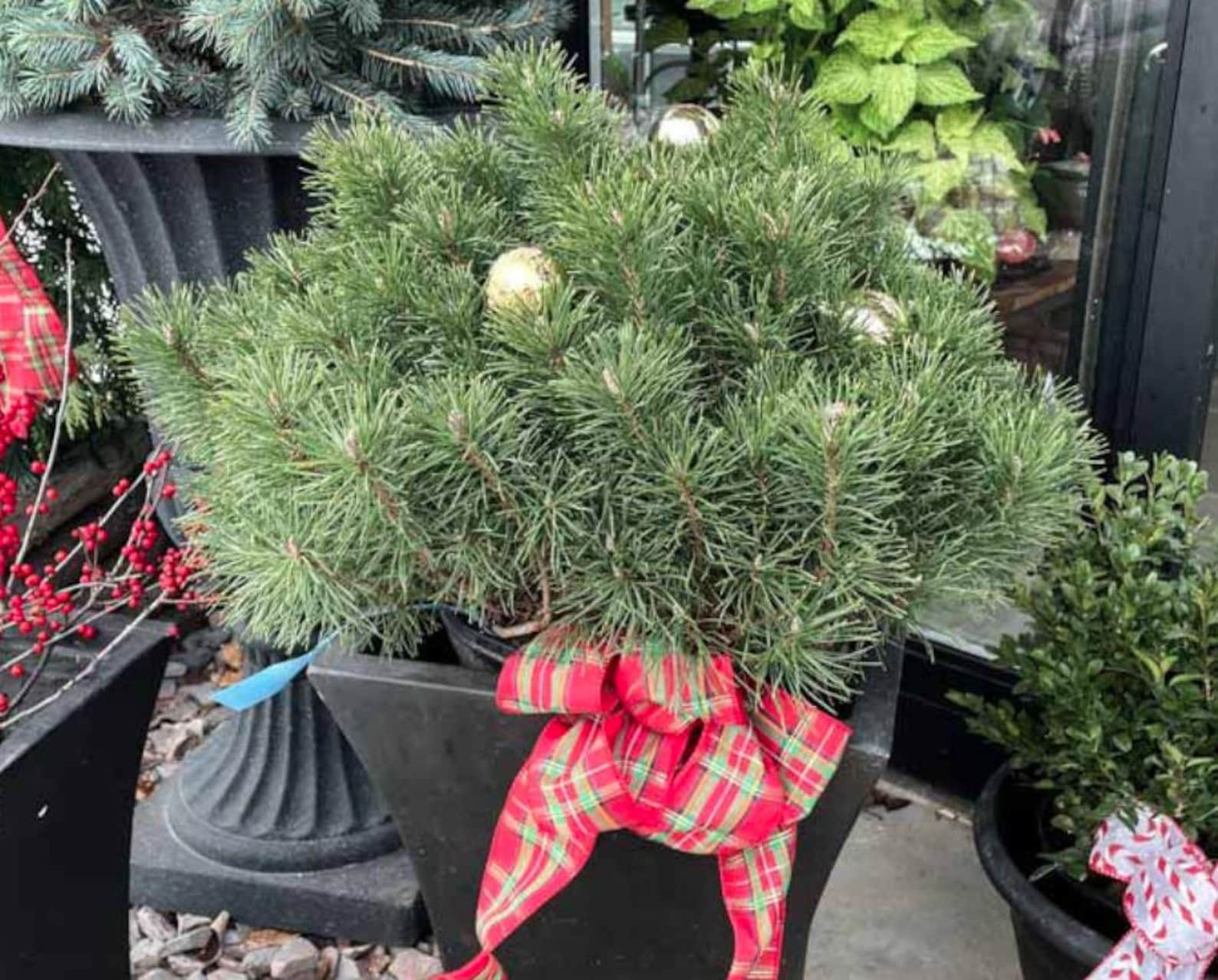 Pinus Mugo Pumilo #2 Container Grown Beautiful Plant Zone 2-7 - Etsy