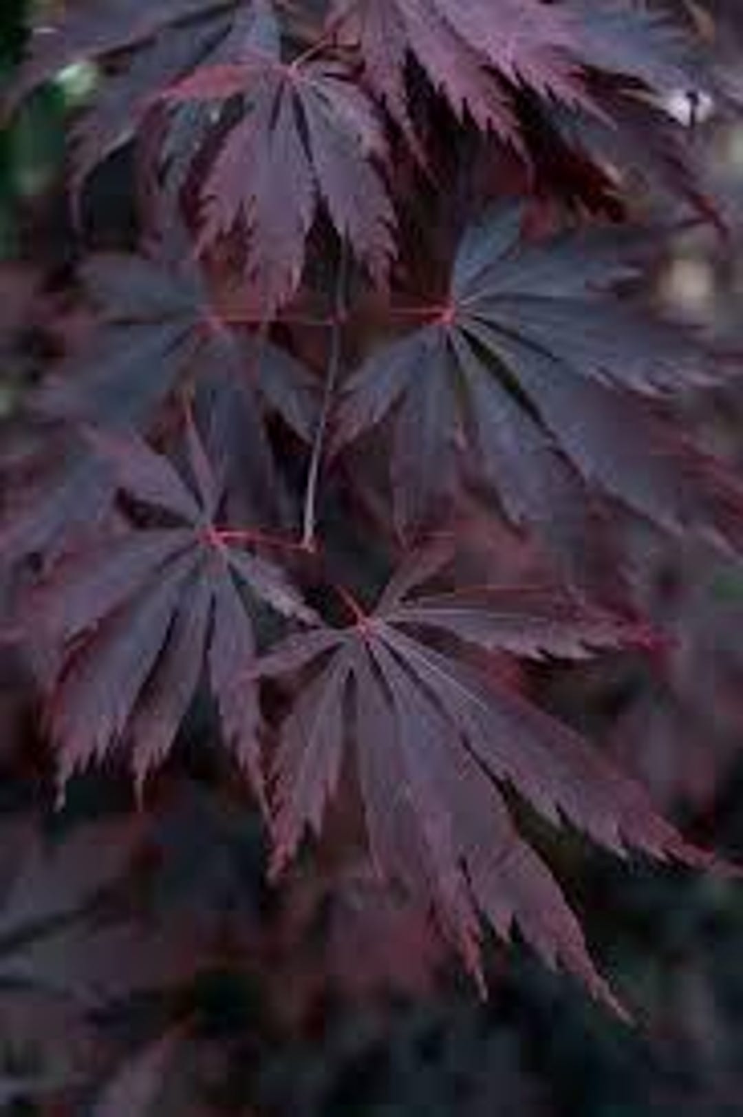Acer Palmatum 'black Lace'- Deep Maroon-purple Japanese Maple- #1 ...