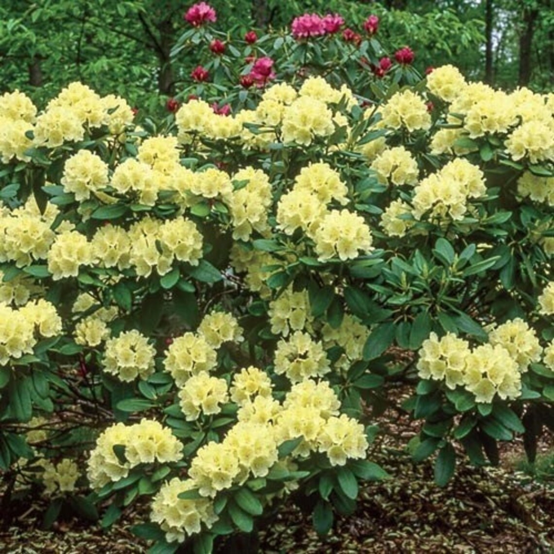 Rhododendron Capistrano Yellow Blooms Will Grow to Four | Etsy