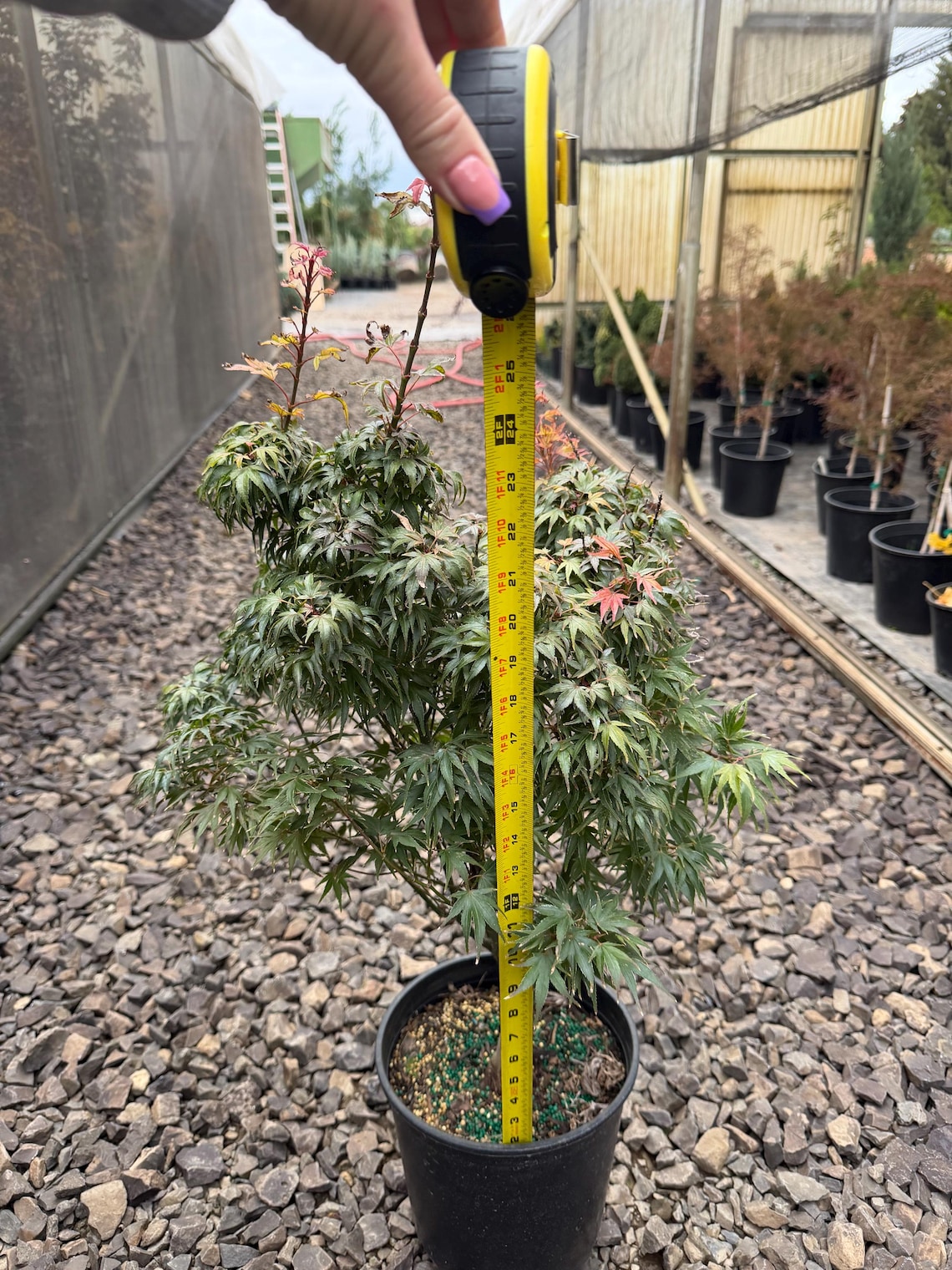 Acer Palmatum 'kuro Hime' Rare Kuro Hime Dwarf Princess Japanese Maple ...