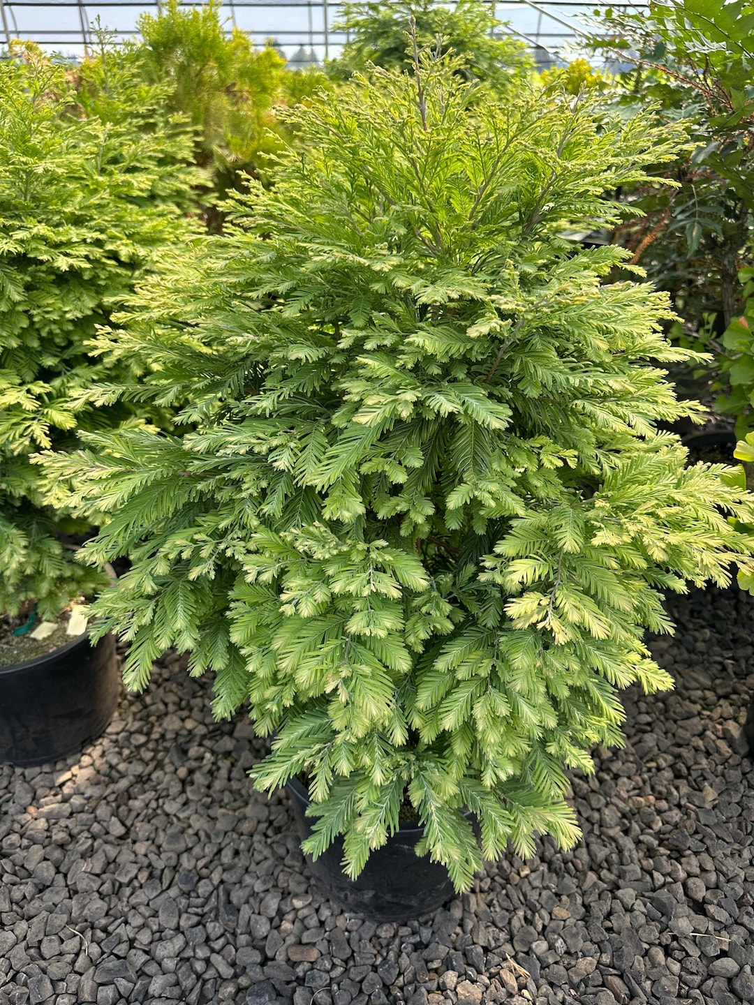 Variegated Dawn Redwood 'northlight'– Rare Dwarf Tree | Metasequoia ...