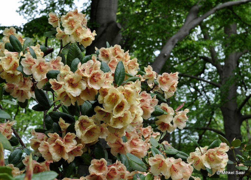 Rhododendron Viscy- Ruffled Yellow Blooms With Red Freckles- Will Grow ...