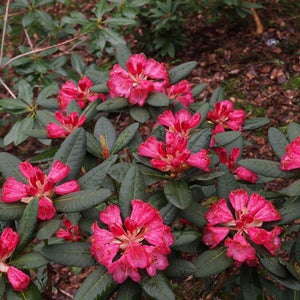 Rhododendron Wine and Roses - Pink Blooms W/ Wine Colored Under Leaves ...