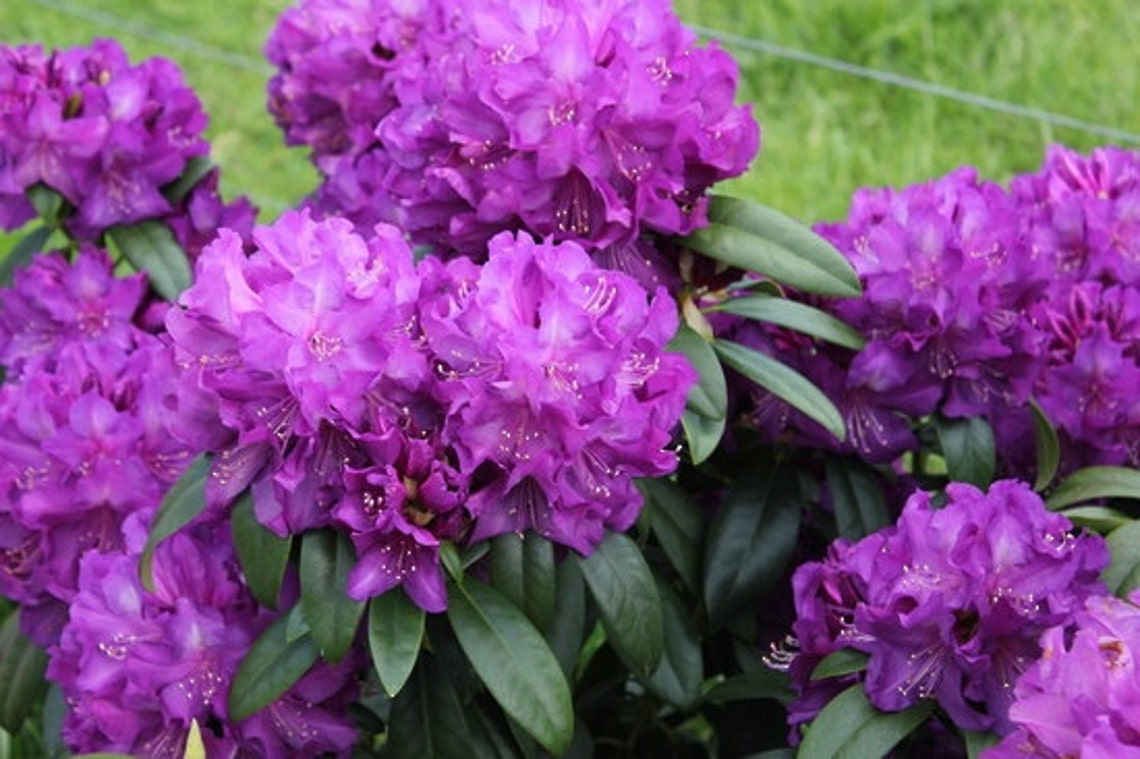 Rhododendron Purple Passion - Purple Blooms With a Touch of White ...