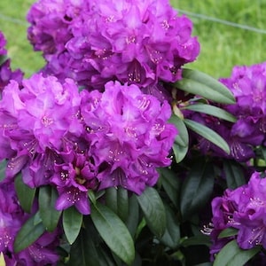 Rhododendron Purple Passion - Purple Blooms With a Touch of White ...