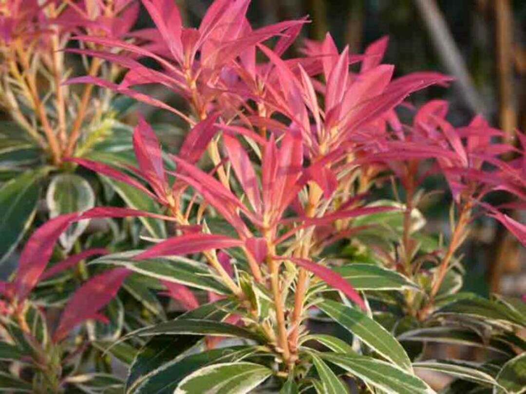 Pieris J 'flaming Silver' #2 Container Grown ZONE 5-8 BEAUTIFUL! - Etsy