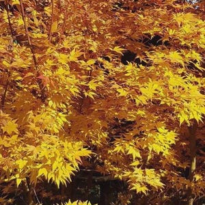 Winter Flame Japanese Maple Tree (acer Palmatum 'winter Flame') – Dwarf ...
