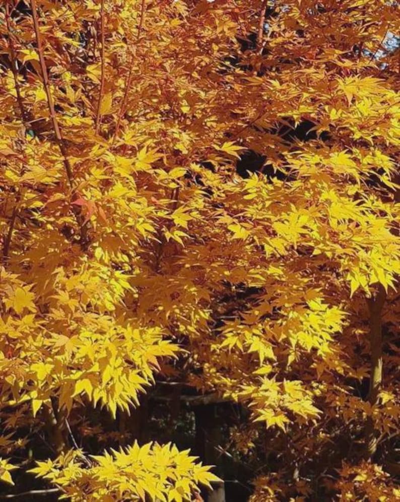 Winter Flame Japanese Maple Tree (acer Palmatum 'winter Flame') – Dwarf ...