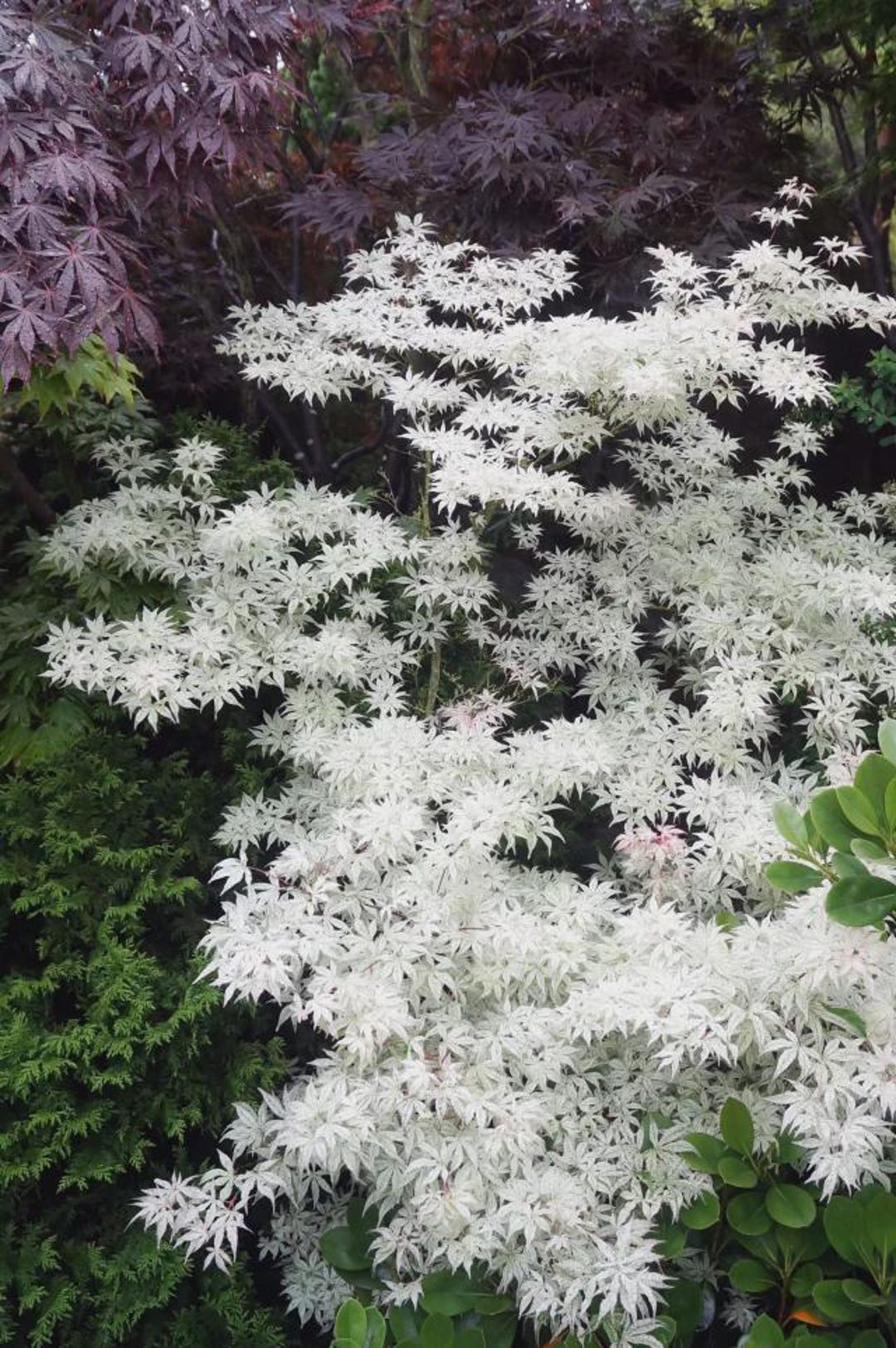 Ukigumo Japanese Maple – 'floating Clouds' Variegated Acer Palmatum ...