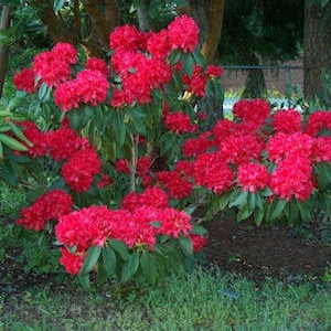Rhododendron the Honourable Jean Marie De Montague Strong Red Blooms ...