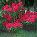 Rhododendron the Honourable Jean Marie De Montague Strong Red Blooms ...