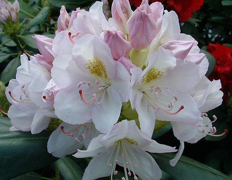 Rhododendron Catawbiense Album White Blooms with Pink Edge | Etsy