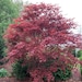 Acer Palmatum 'red Baron' Red Baron Japanese Maple Zones 5-9 Grown in a ...