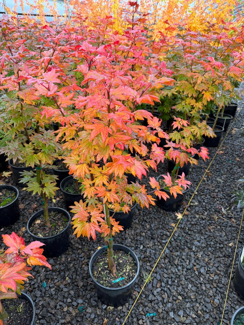 Vine Maple 'burgundy Jewel' | Rare Acer Circinatum Hybrid | Sun-loving ...