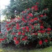 Rhododendron the Honourable Jean Marie De Montague Strong Red Blooms ...