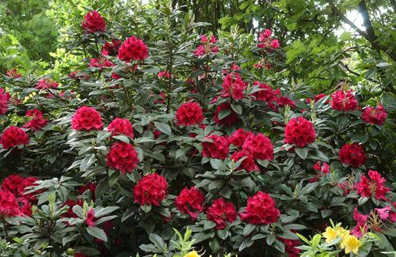 Rhododendron Lord Roberts Red Blooms With Dark Red Blotch | Etsy