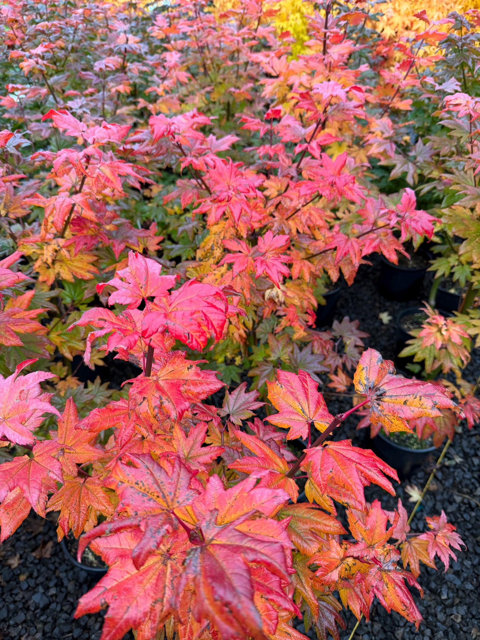 Vine Maple 'burgundy Jewel' | Rare Acer Circinatum Hybrid | Sun-loving ...