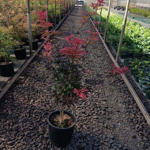Acer Palmatum 'red Baron' Red Baron Japanese Maple Zones 5-9 Grown in a ...