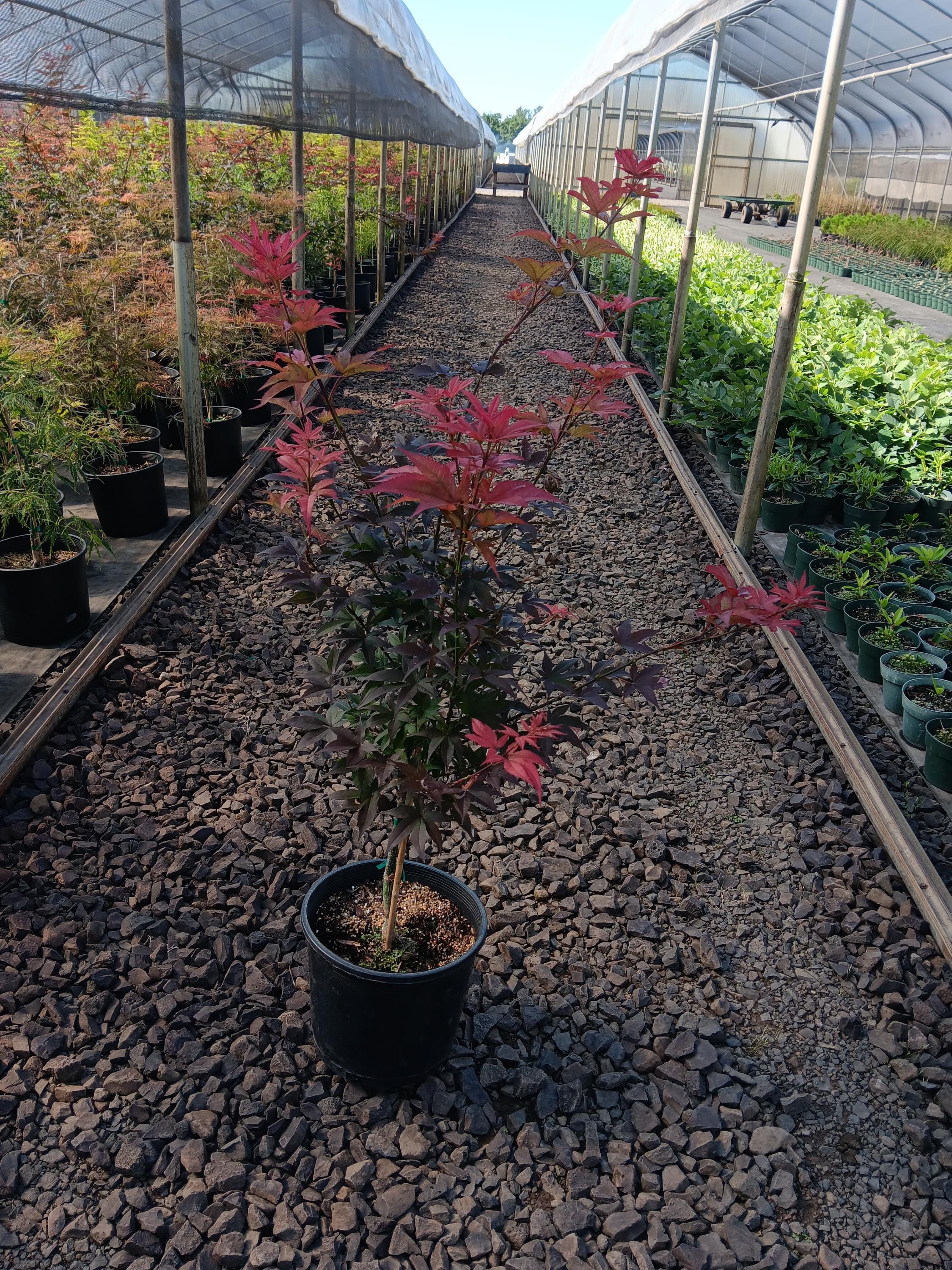 Acer Palmatum 'red Baron' Red Baron Japanese Maple Zones 5-9 Grown in a ...