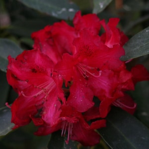 Rhododendron the Honourable Jean Marie De Montague Strong Red Blooms ...