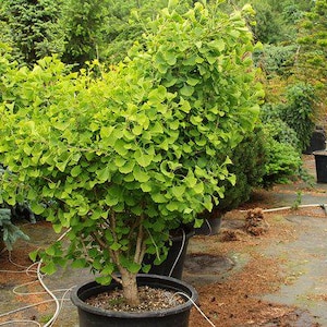 Tschi Tschi Ginkgo Tree – Rare Upright Male Variety | Unique Bark With ...