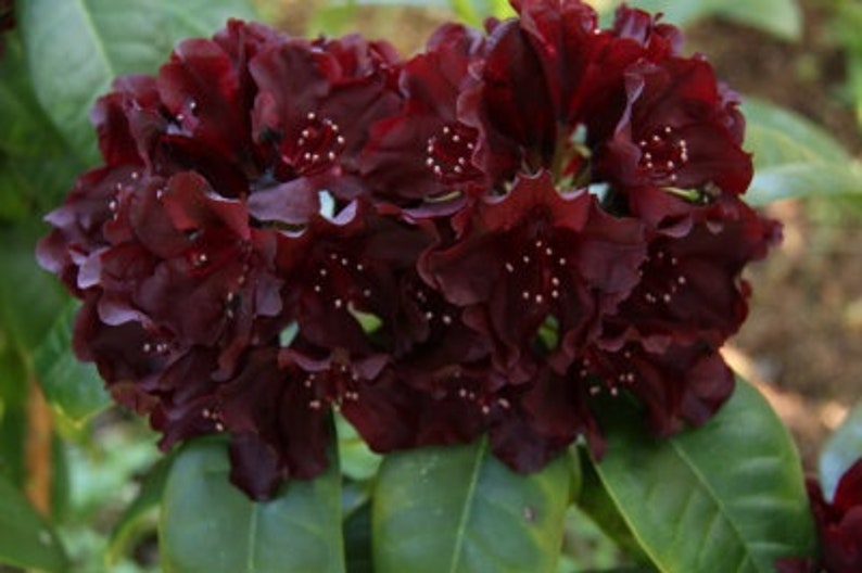 Rhododendron Black Widow - Dark, Dark Red, Almost Black Blooms - Hardy ...