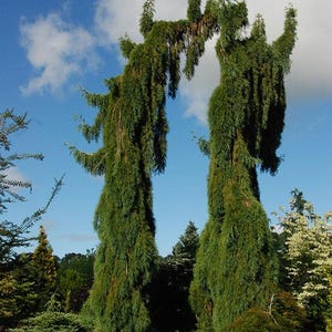 Weeping Giant Sequoia Tree – Sequoiadendron Giganteum ‘pendulum’ | Sculptural Evergreen | Zones ...