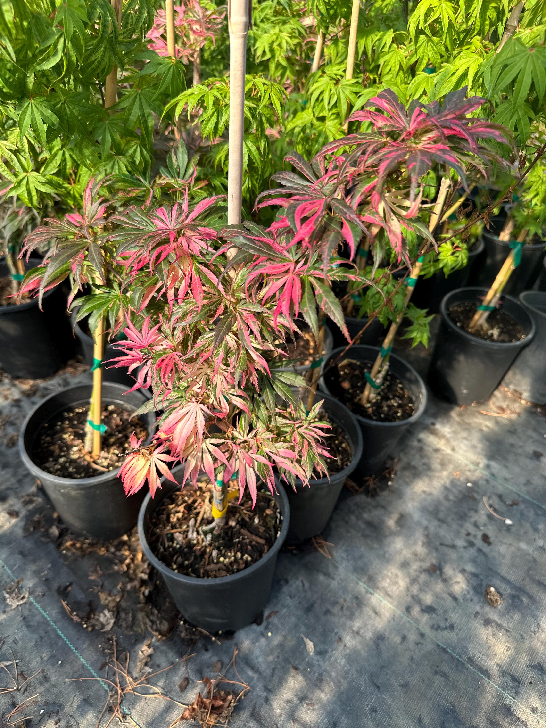 Lileanne's Jewel Japanese Maple – Rare Red Variegated Acer Palmatum ...