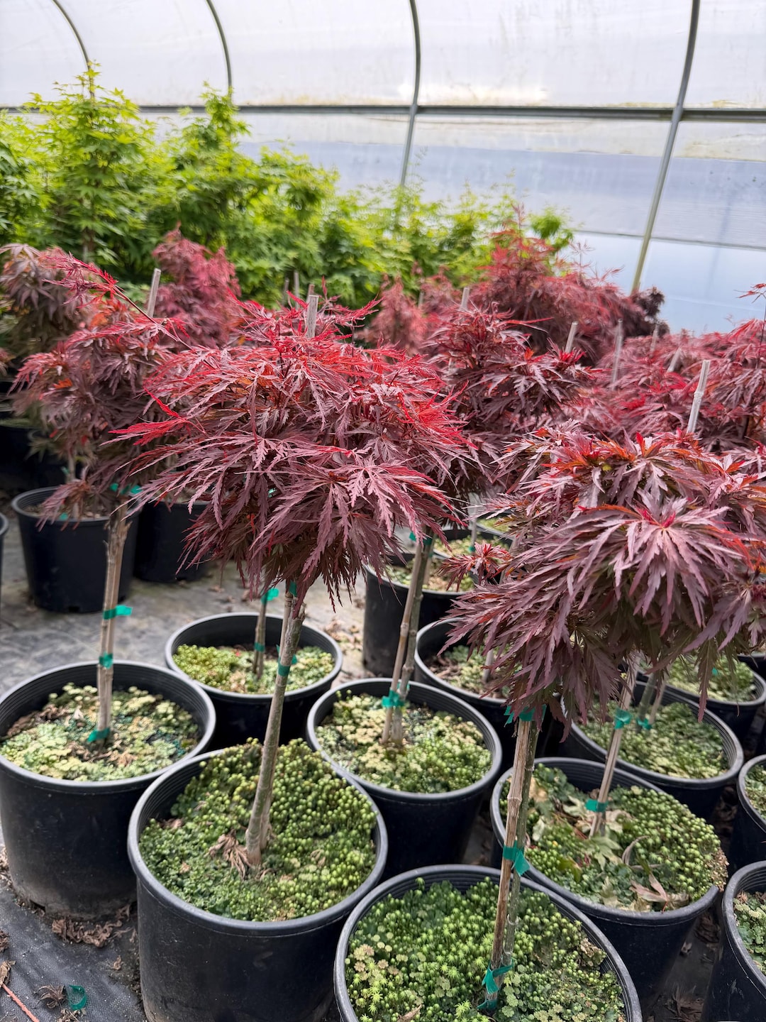 Red Dragon Japanese Maple Tree (acer Palmatum Dissectum 'red Dragon ...