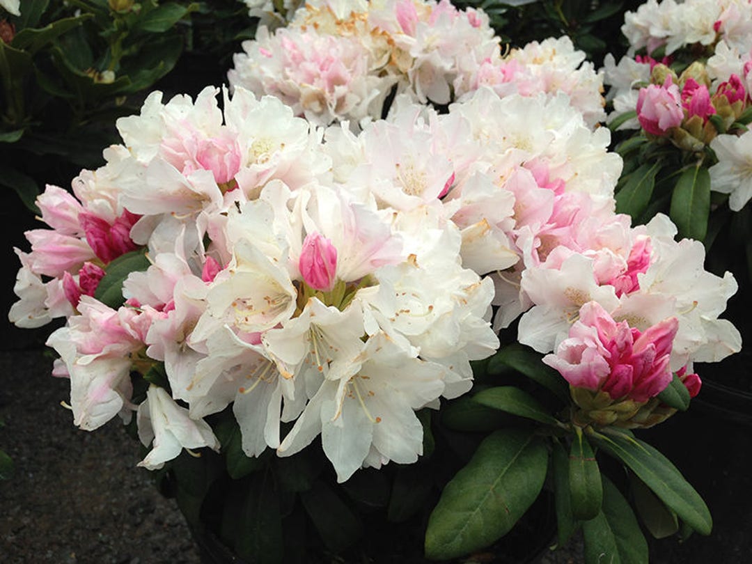 Rhododendron Yaku Princess - White Blooms - Will Grow to Three Feet ...