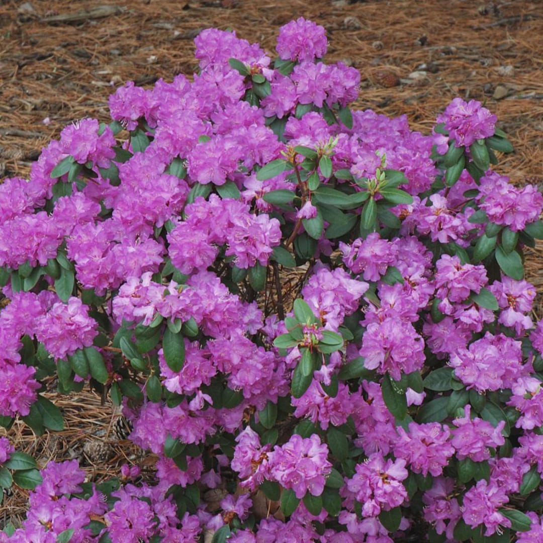 PJM Compact Rhododendron – Dwarf Evergreen Shrub | Early Spring Blooms ...