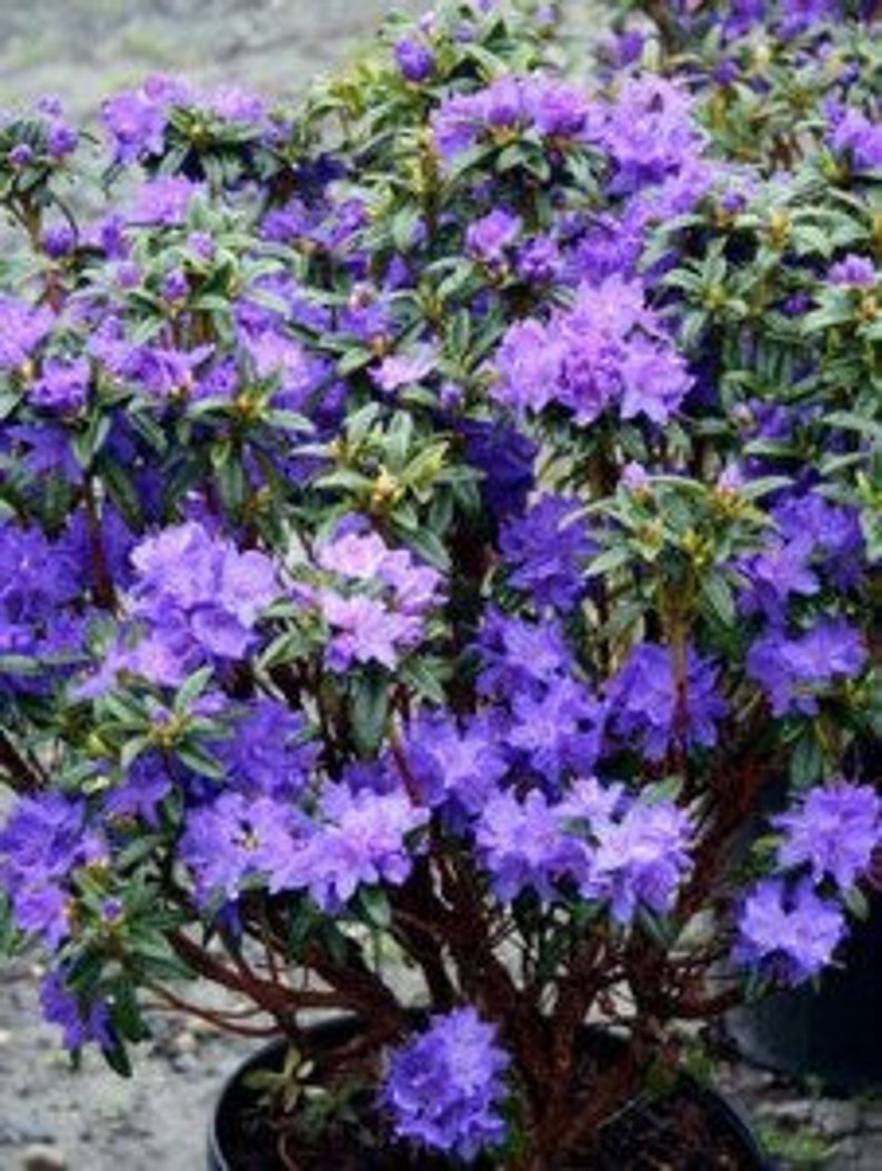Rhododendron Blue Baron - Very Purple(blue) Small Blooms - Will Grow to ...