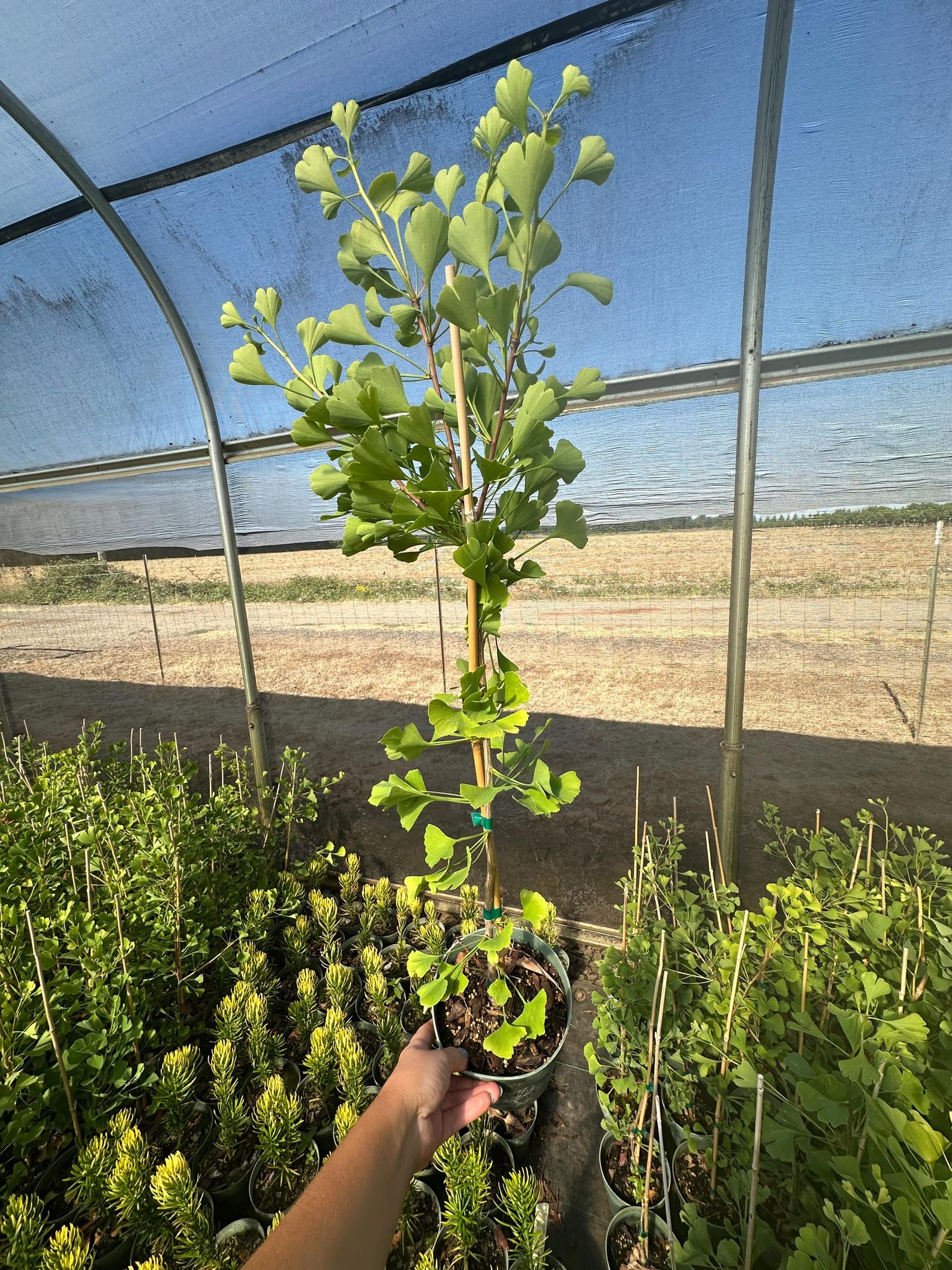 Ginkgo Biloba 'green Pagoda' Dwarf Compact Upright Male Ginkgo Tree- 6 ...