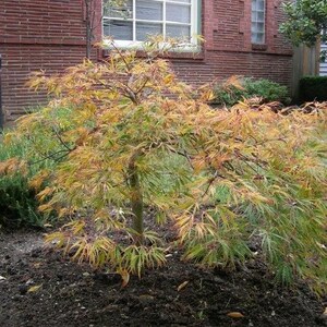 Acer Palmatum Dissectum ‘spring Delight’ – Weeping Japanese Maple Tree ...