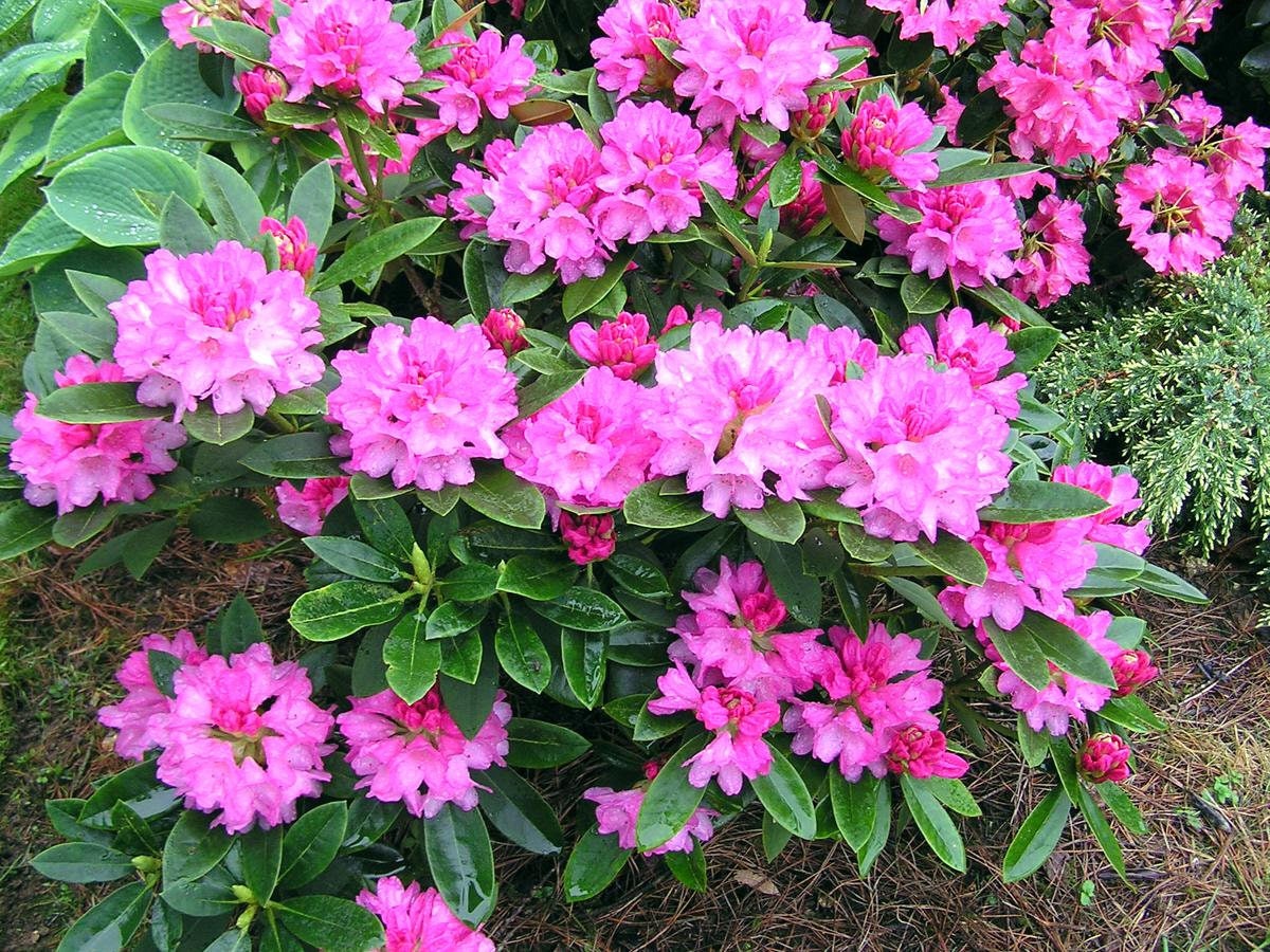 Rhododendron Queen Alice - Bright Pink Blooms - Hardy to -10 F Degrees ...