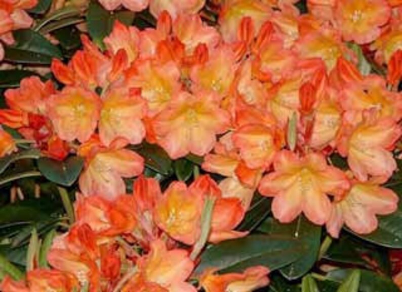 Rhododendron Neon Bright Orange Blooms Will Grow to Three | Etsy