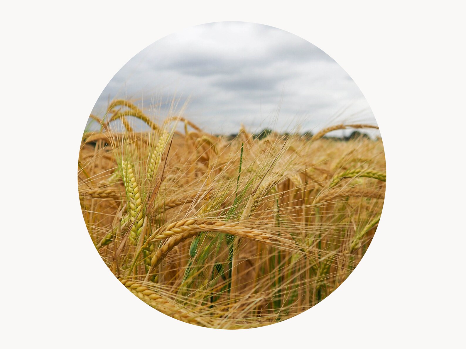 Corn Field Circle Photo Print - Nature Fields Style Photography ...