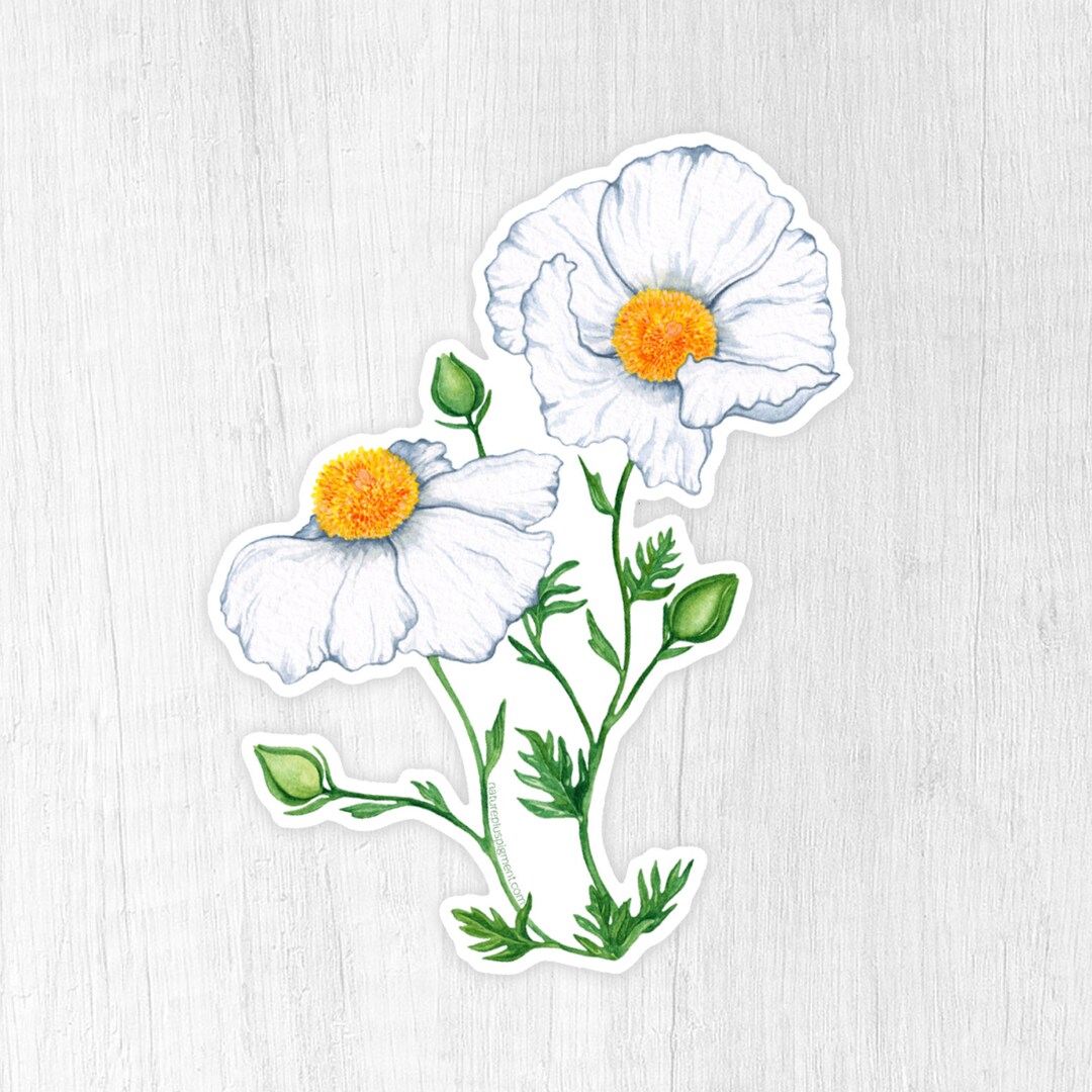 Matilija Poppy Weatherproof Vinyl Sticker With Transparent Background ...