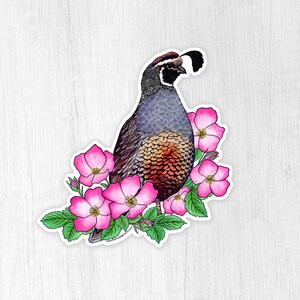 California Quail Sticker, Weatherproof Sticker, Clear Vinyl Sticker ...
