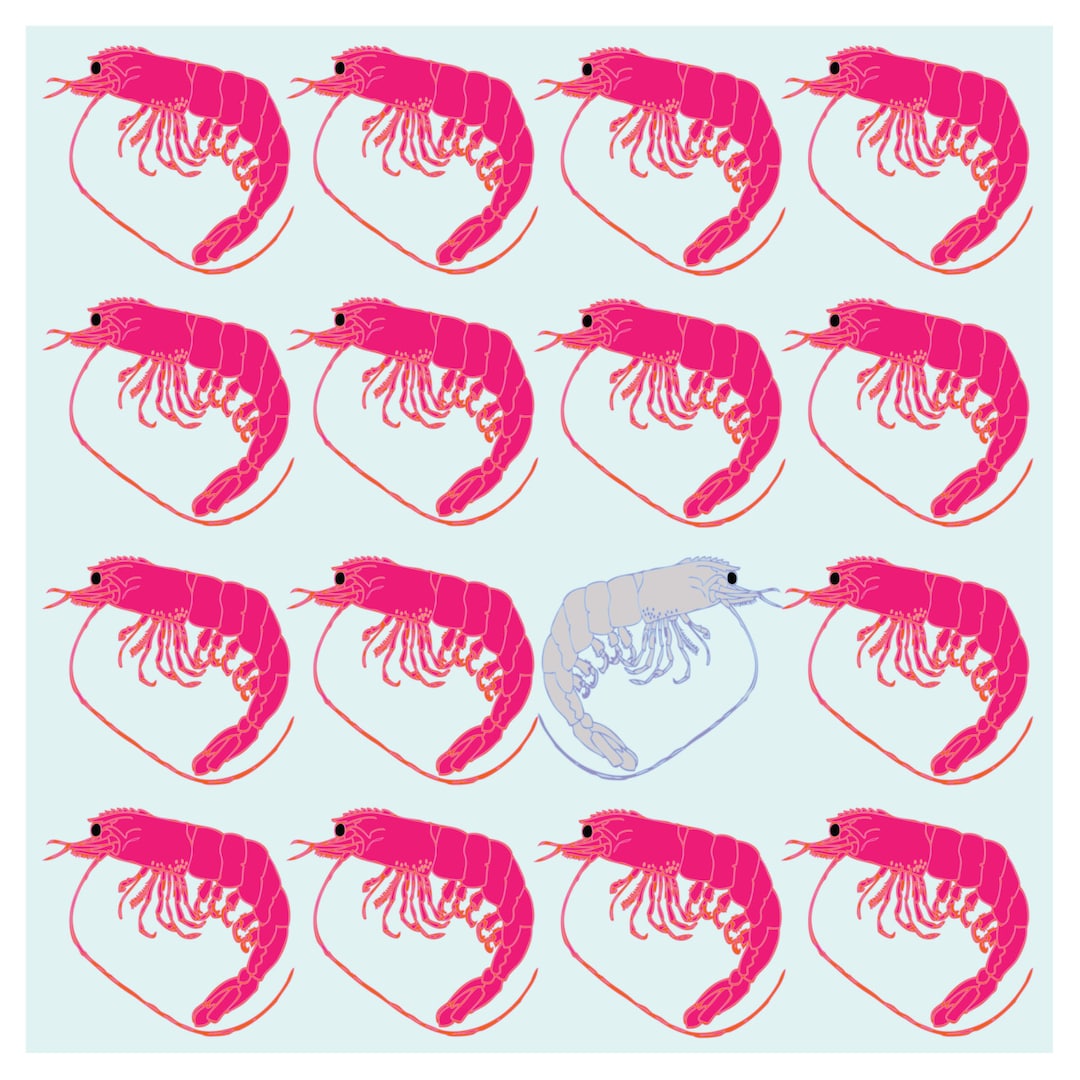 Prawn Giclee Print - Etsy