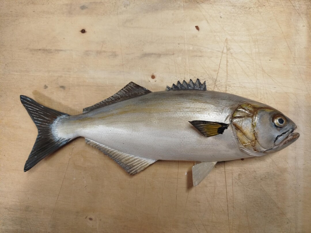 Bluefish, Pomatomus Saltatrix, 13-16 Inches 3D Wall Wooden Fish, One ...