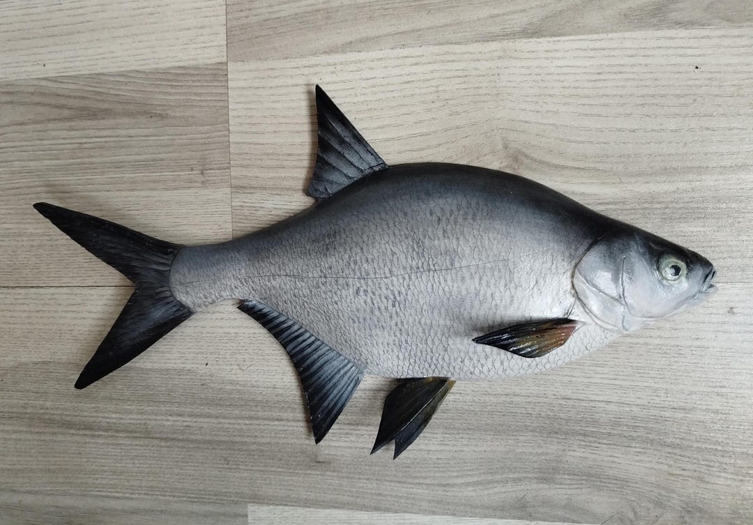 Common Bream, Abramis Brama, Freshwater Bream, 13-16 Inches 3D Wall ...
