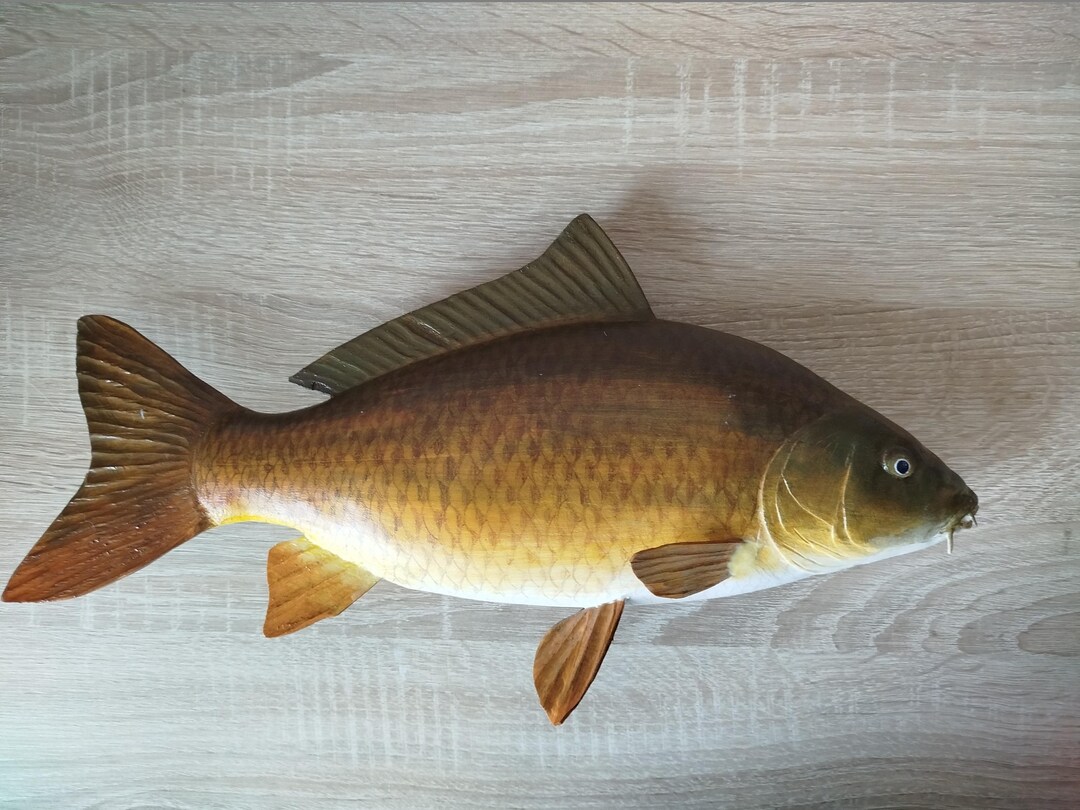 Common Carp, Cyprinus Carpio, Scaled Carp, 13-16 Inches 3D Wooden Fish ...
