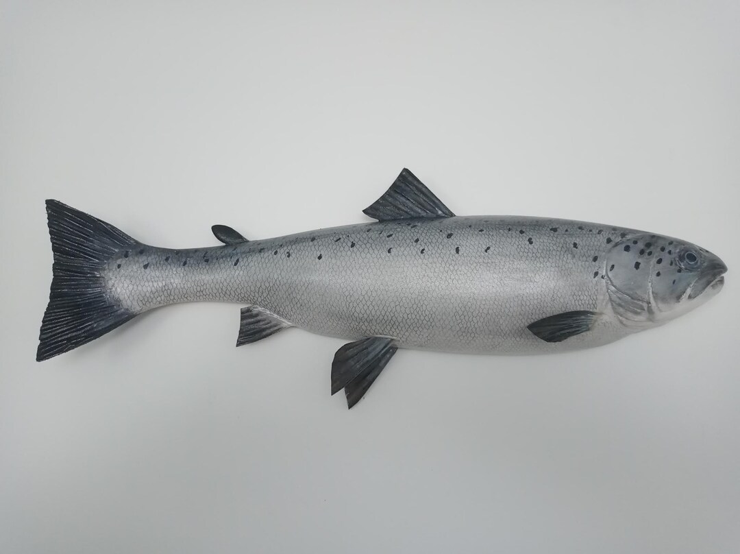Atlantic Salmon, Salmo Salar, Salmon, 13-16 Inches 3D Wall Wooden Fish ...