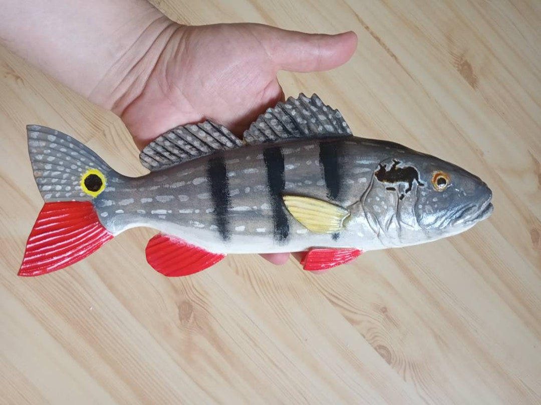 Speckled Pavon, Cichla Temensis, Peacock Cichlid, Tucunare Pinima, 9-12 ...