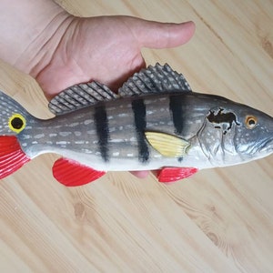 Speckled Pavon, Cichla Temensis, Peacock Cichlid, Tucunare Pinima, 9-12 ...