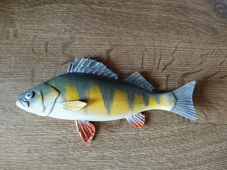 Juvenile Yellow Perch,perca Flavescens,american Perch,4-8 Inches 3D ...