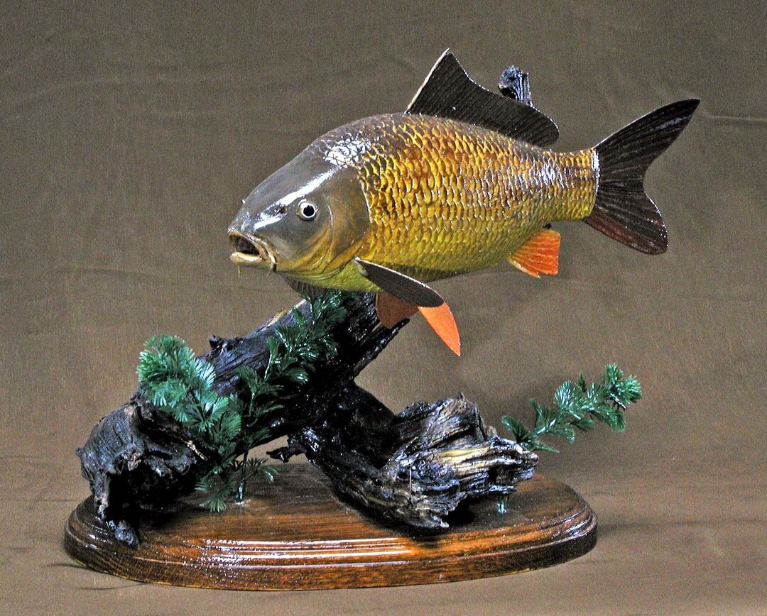 Scaled Carp, Common Carp, Cyprinus Carpio, 13-16 Inches 3D Wooden Fish ...