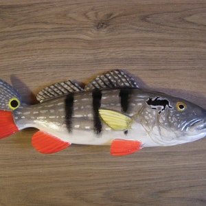 Speckled Pavon, Cichla Temensis, Peacock Cichlid, Tucunare Pinima, 9-12 ...