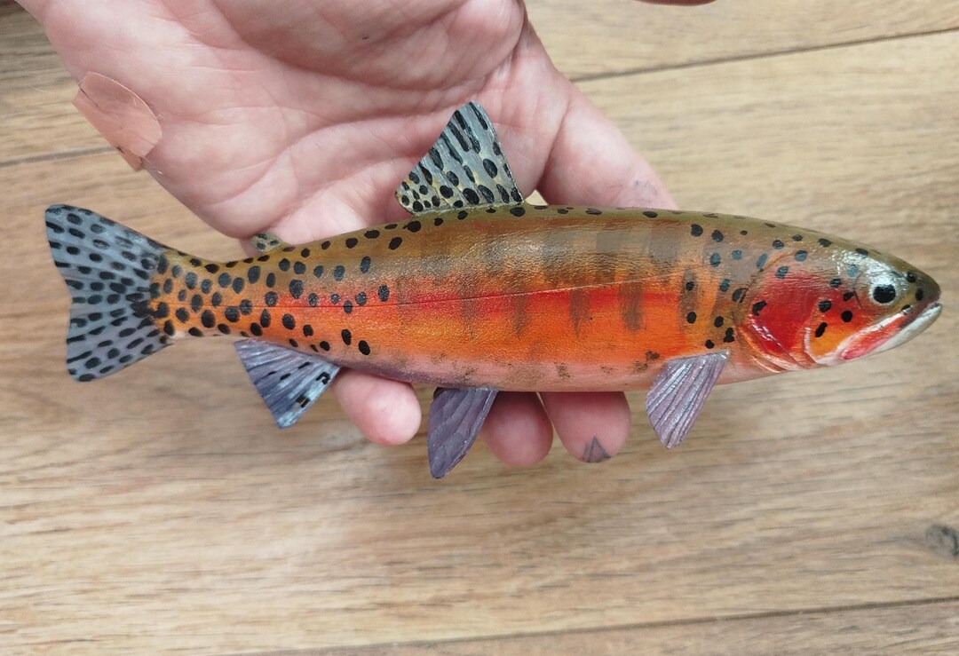 Juvenile Lahontan Cutthroat Trout,oncorhynchus Clarkii Henshawi,5-8 ...